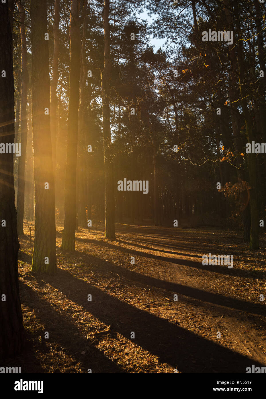 The sun shines between the trees on the bottom of the ground Stock ...