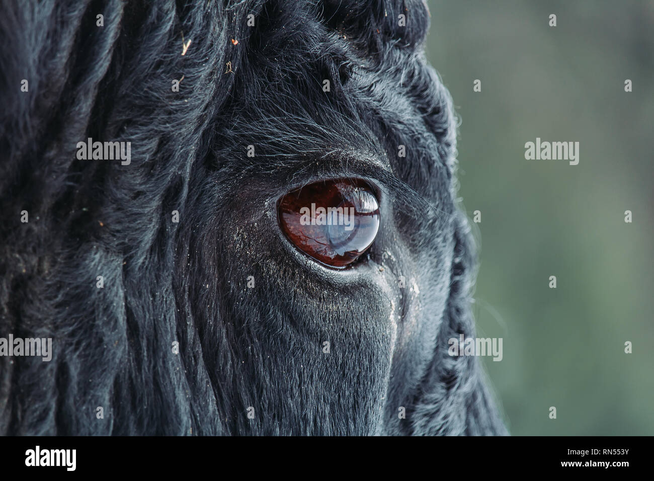Close up photo of black bull eye with blured background Stock Photo - Alamy