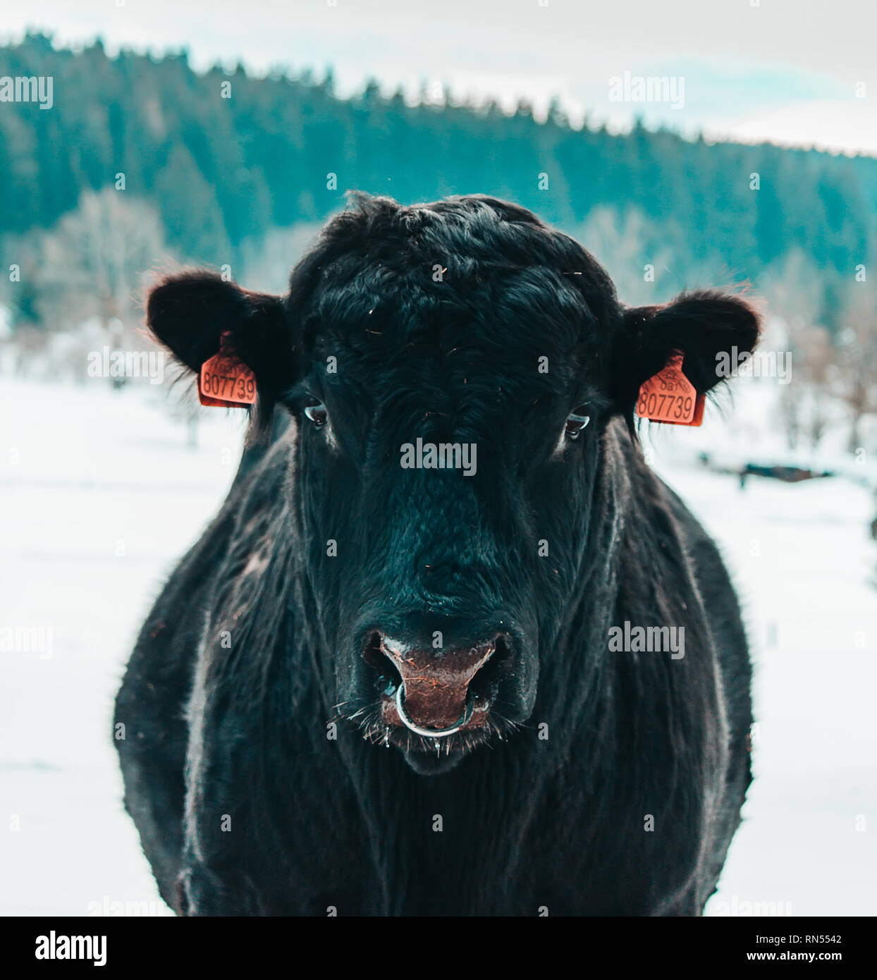 Portrait of black bull in snow winter landscape with trees Stock Photo ...