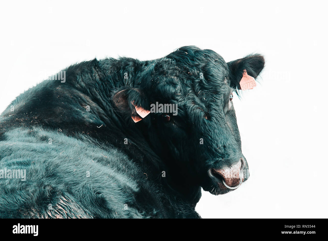 Portrait of black bull from back, isolated on white background Stock ...