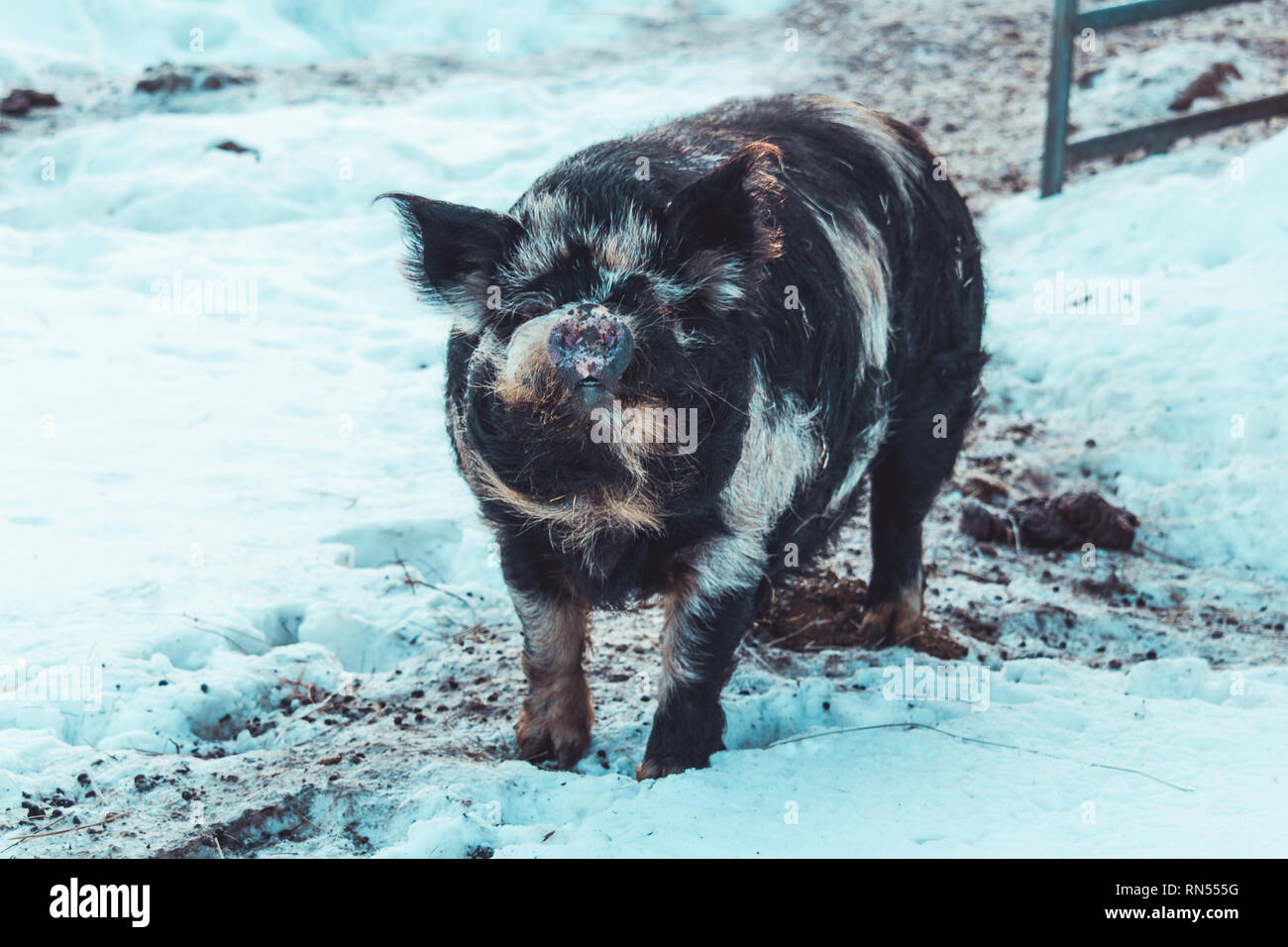 Pig farm in the snow hi-res stock photography and images - Alamy
