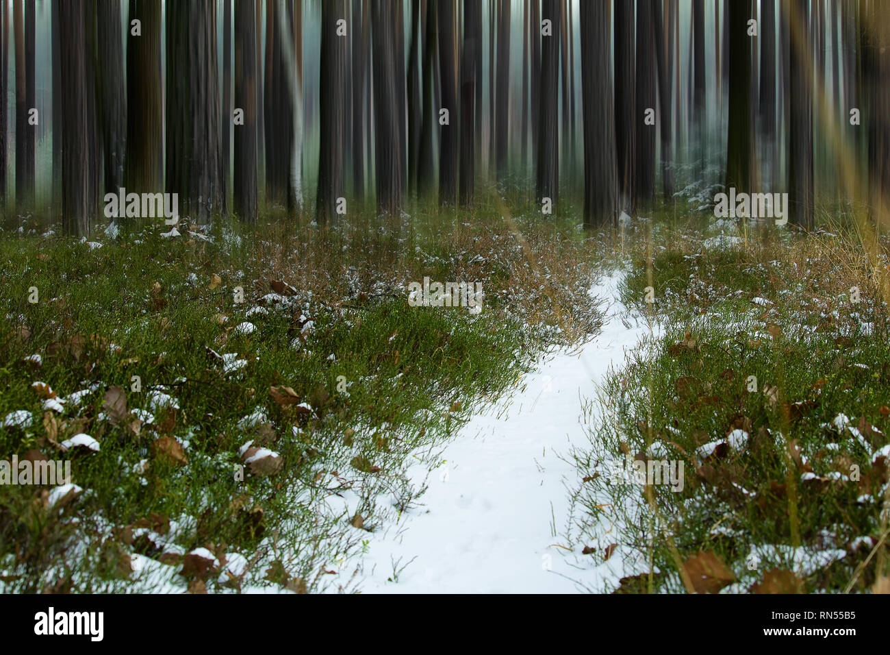 Forest path in winter with snow and motion blured trees Stock Photo - Alamy