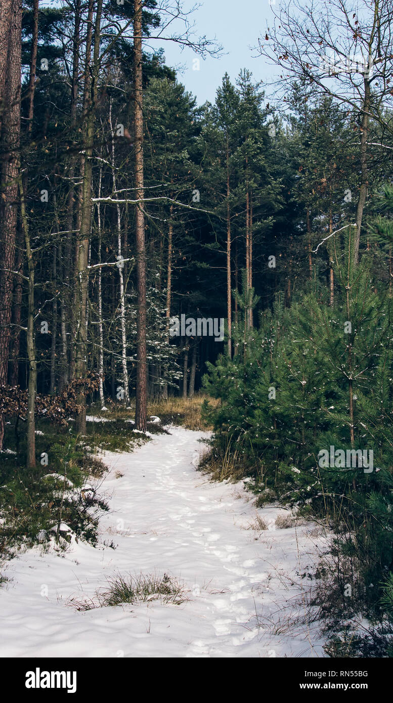 Forest path in winter with snow and pine tree Stock Photo - Alamy