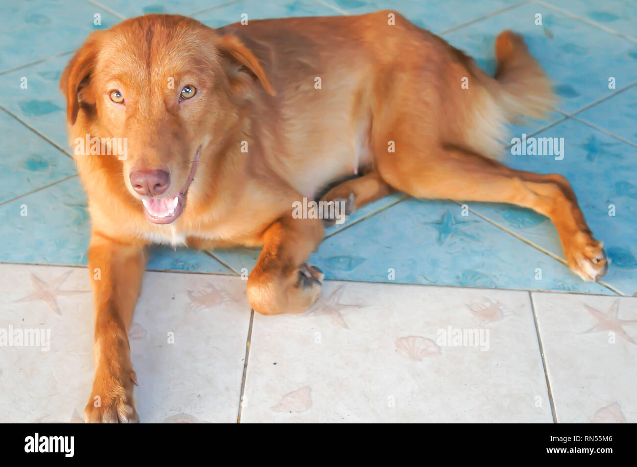 Lie half breed dog hi-res stock photography and images - Alamy