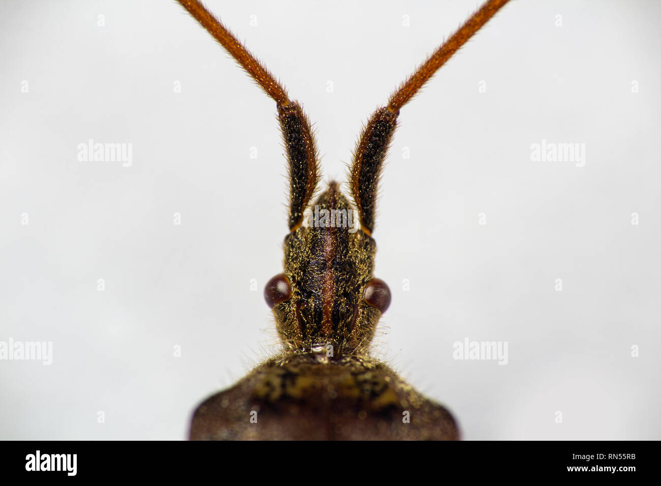 Macro photo of small insect isolated on white Stock Photo - Alamy