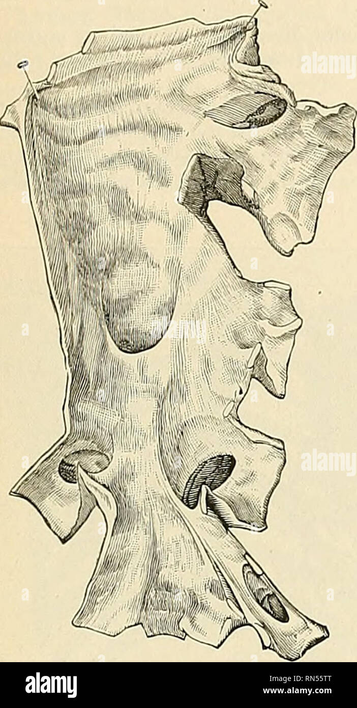. Anatomy, descriptive and applied. Anatomy. THE TEA CHE A AND BRONCHI ...
