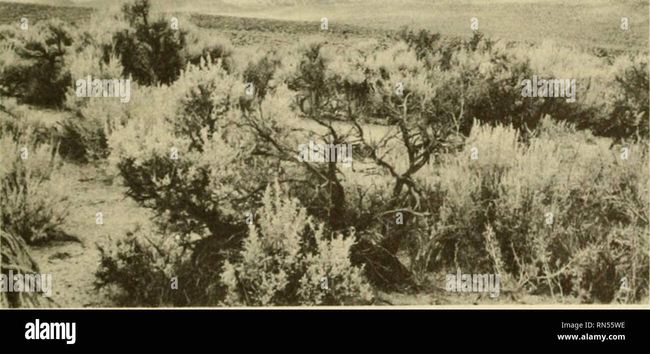 Sonoran Desert Mouse