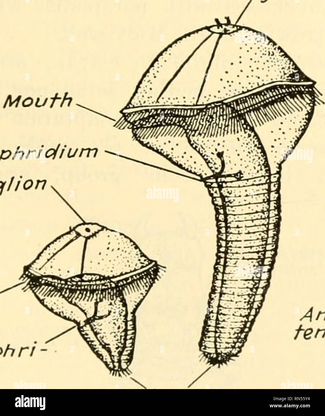 . Animal biology. Zoology; Biology. CHAPTER XLI ANNELIDS IN GENERAL The ...