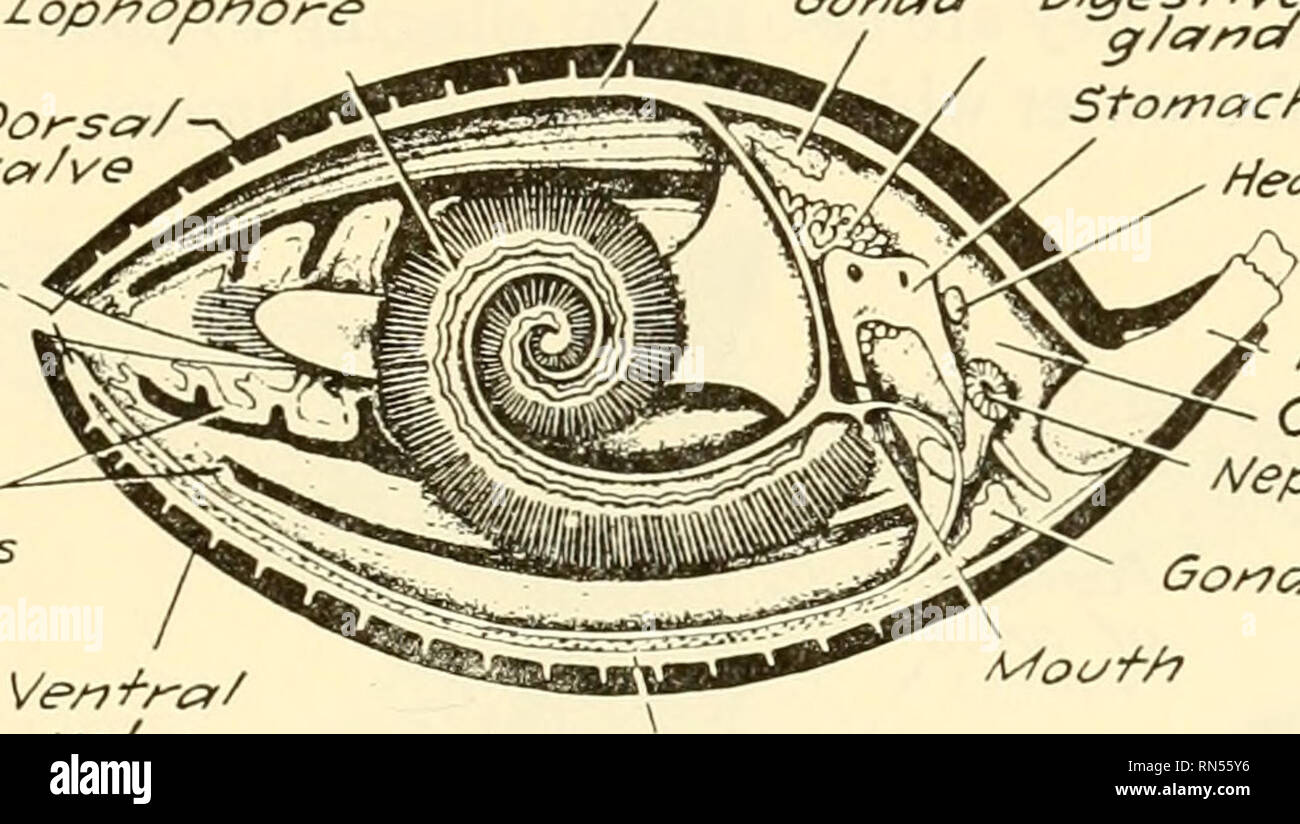 . Animal biology. Zoology; Biology. OTHER UNSEGMENTED WORMS 193 223 ...