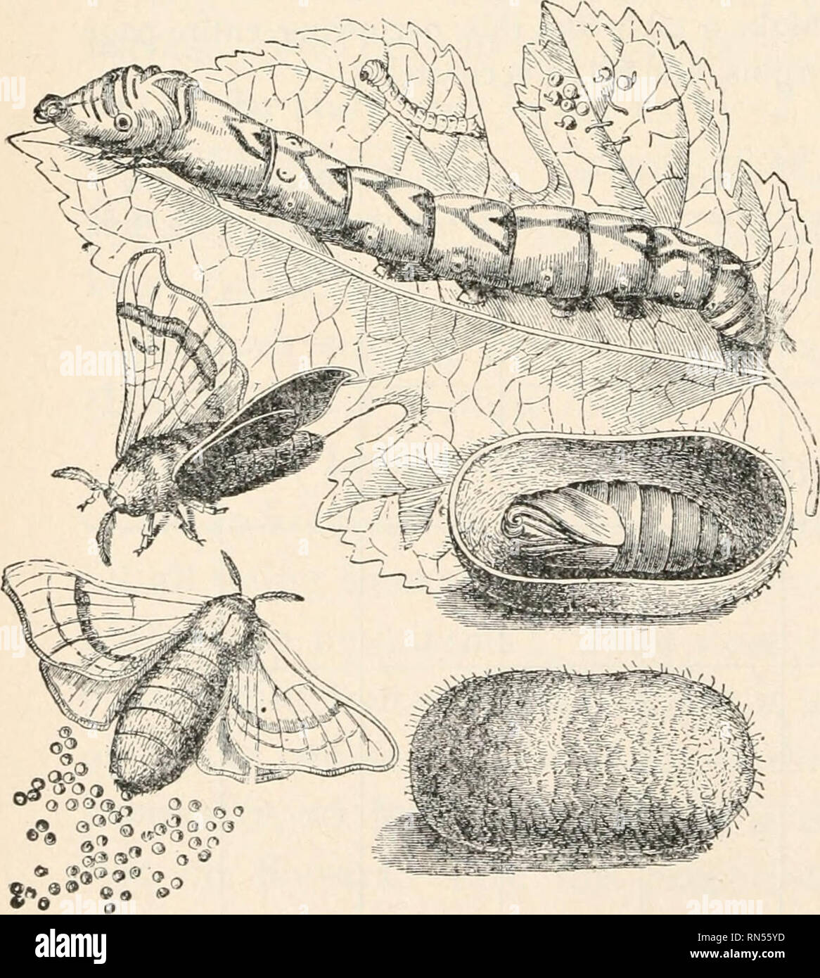 Adult Codling Moth High Resolution Stock Photography and Images - Alamy