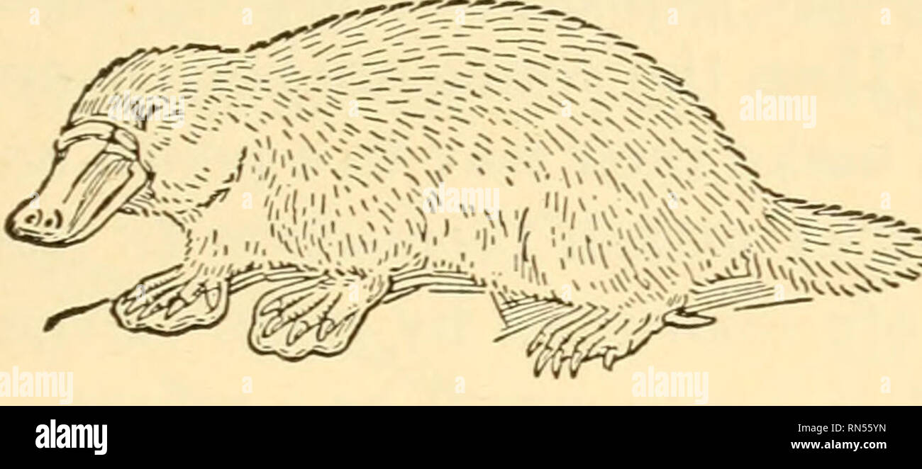 Monotremes Mammals