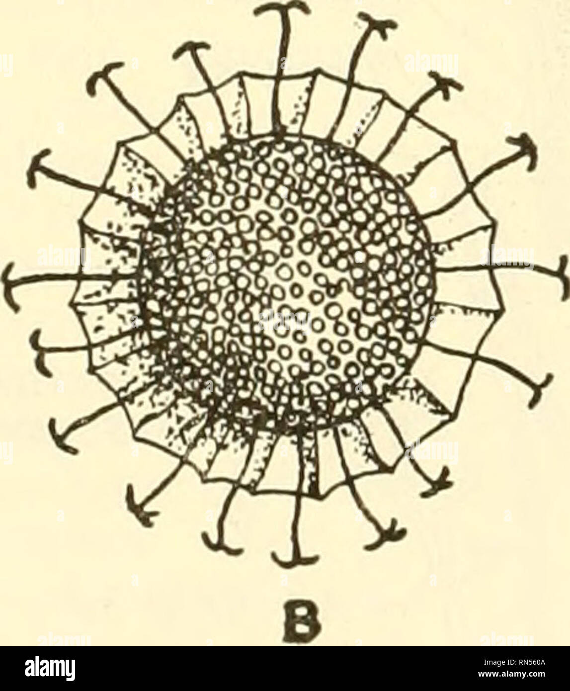 Plumatella repens plumatella repens hi-res stock photography and images ...