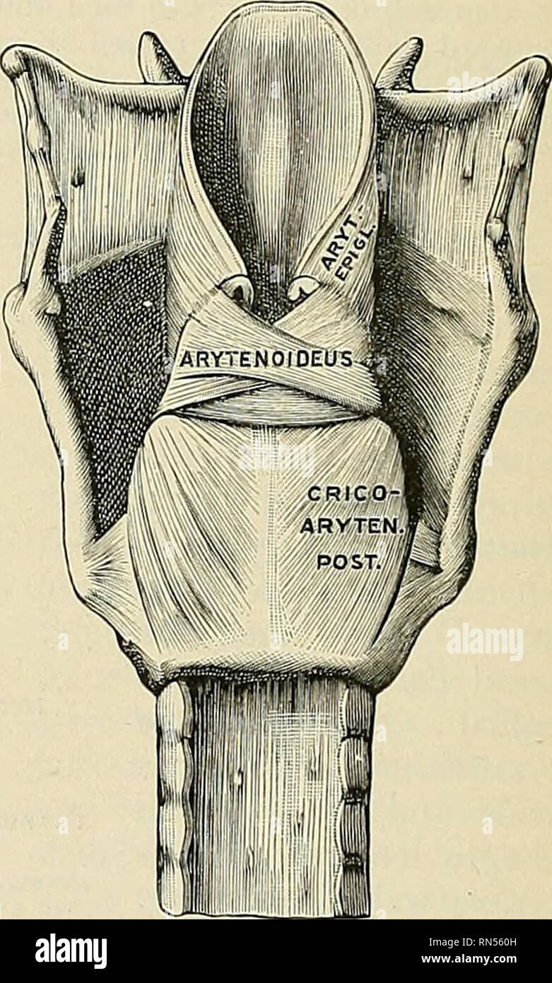. Anatomy, descriptive and applied. Anatomy. Fig. 895.—Muscles of ...