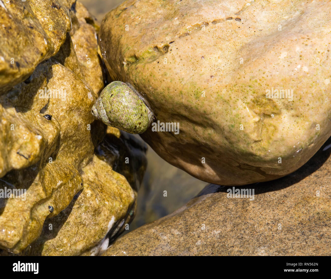 Spanner crab hi-res stock photography and images - Alamy