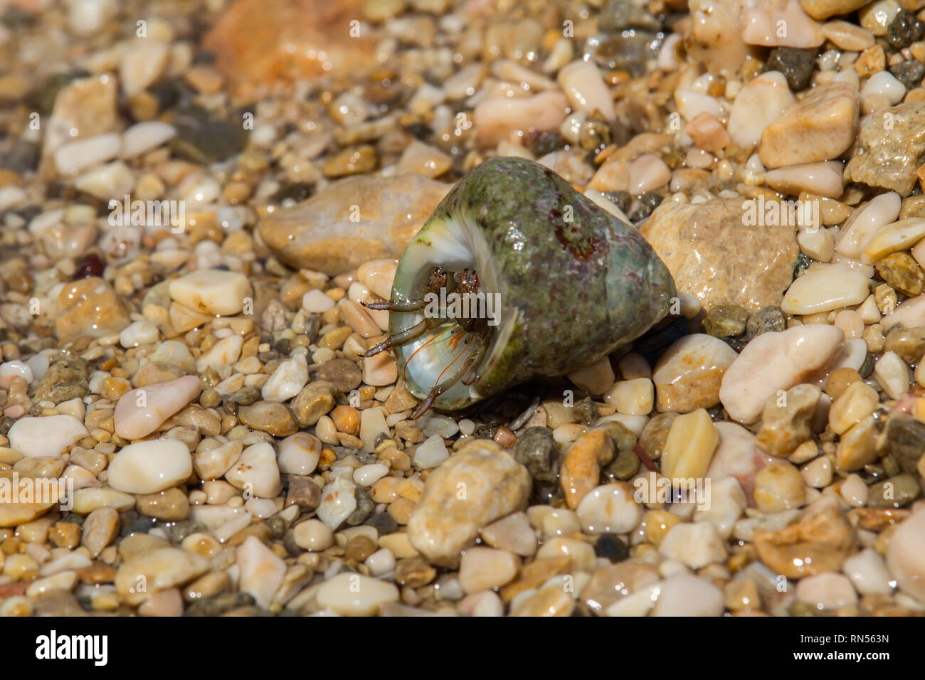 Spanner crab hi-res stock photography and images - Alamy