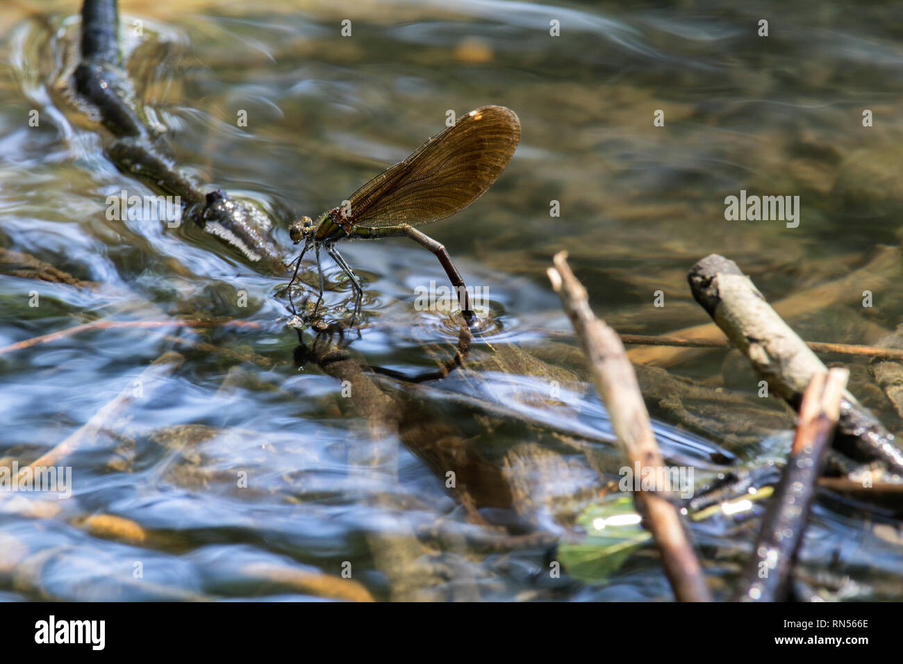 Dragonfly lay eggs under water, close up photo Stock Photo - Alamy