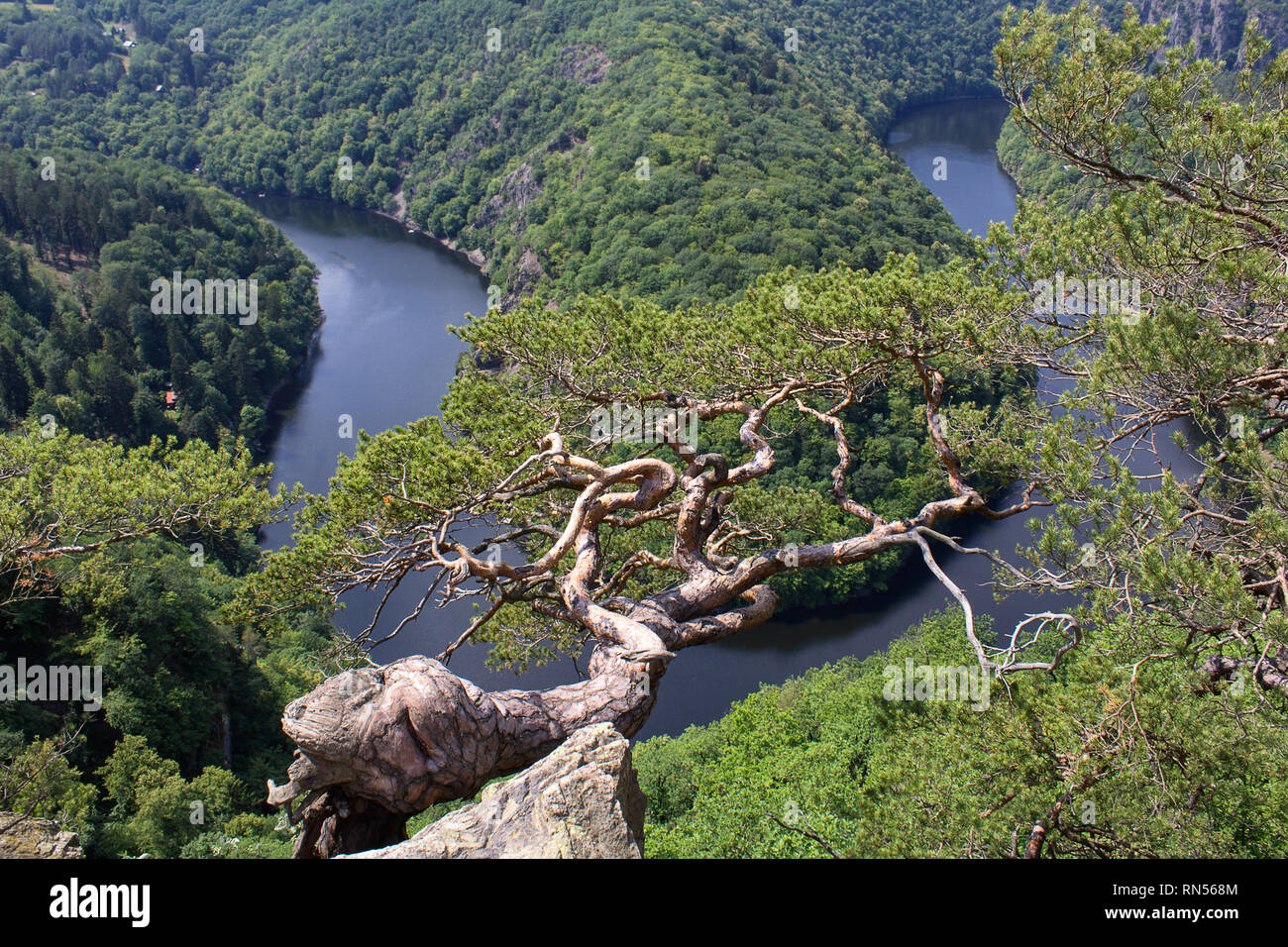 Vltava river horseshoe meander Maj, vantage point with pine tree, Czech republic Stock Photo - Alamy