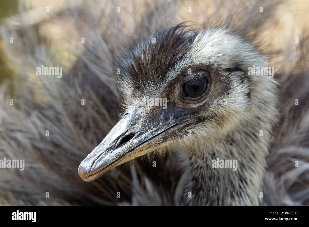 Greater rhea young hi-res stock photography and images - Alamy