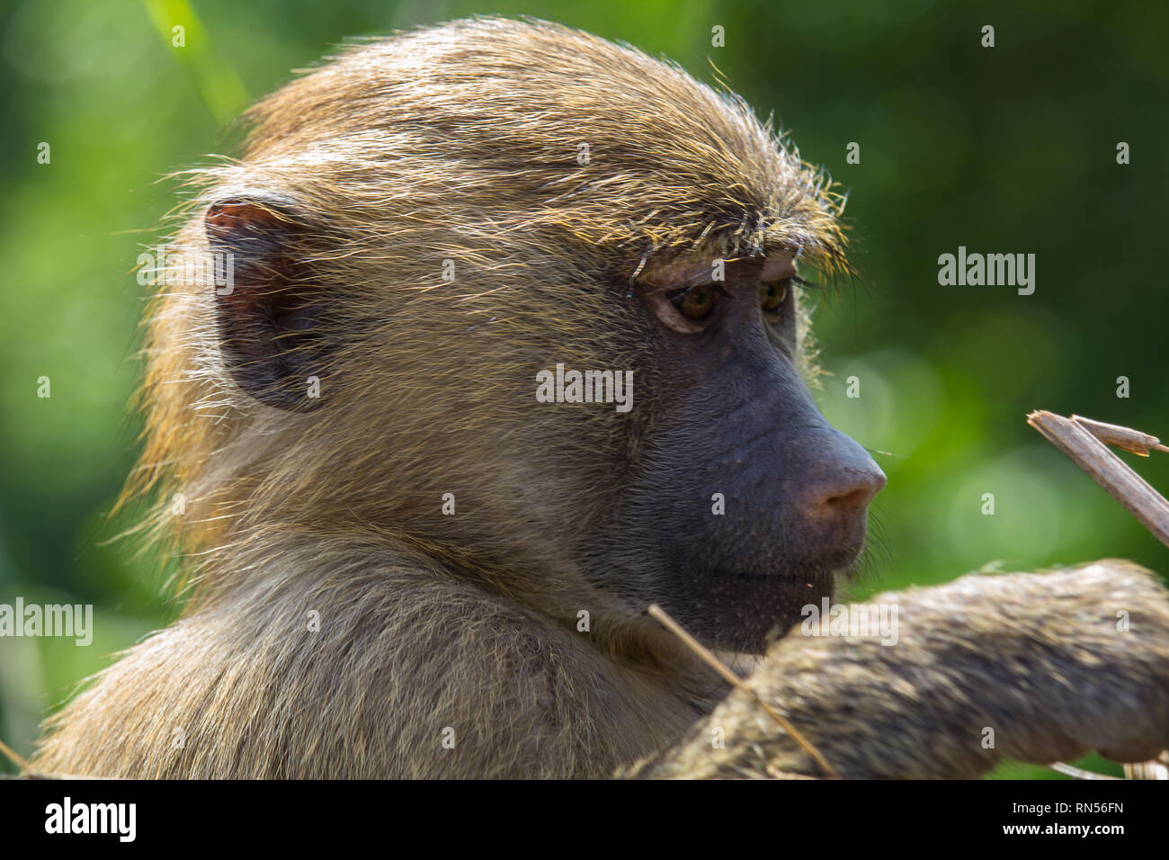 Portrait of small yellow baboon with blured background Stock Photo - Alamy