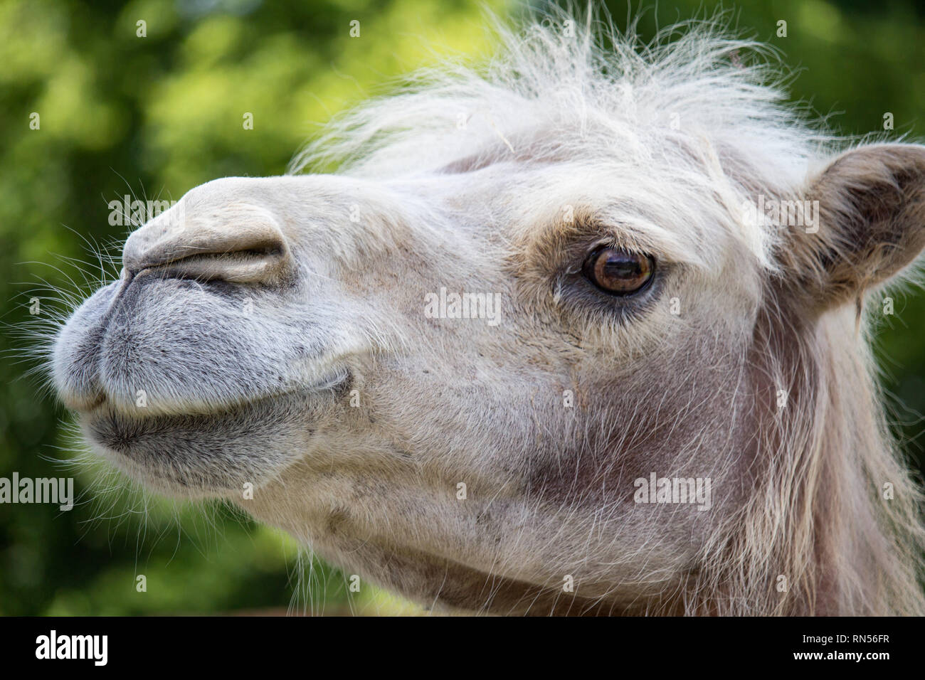 Portrait of white Bactrian camel with blured background Stock Photo - Alamy
