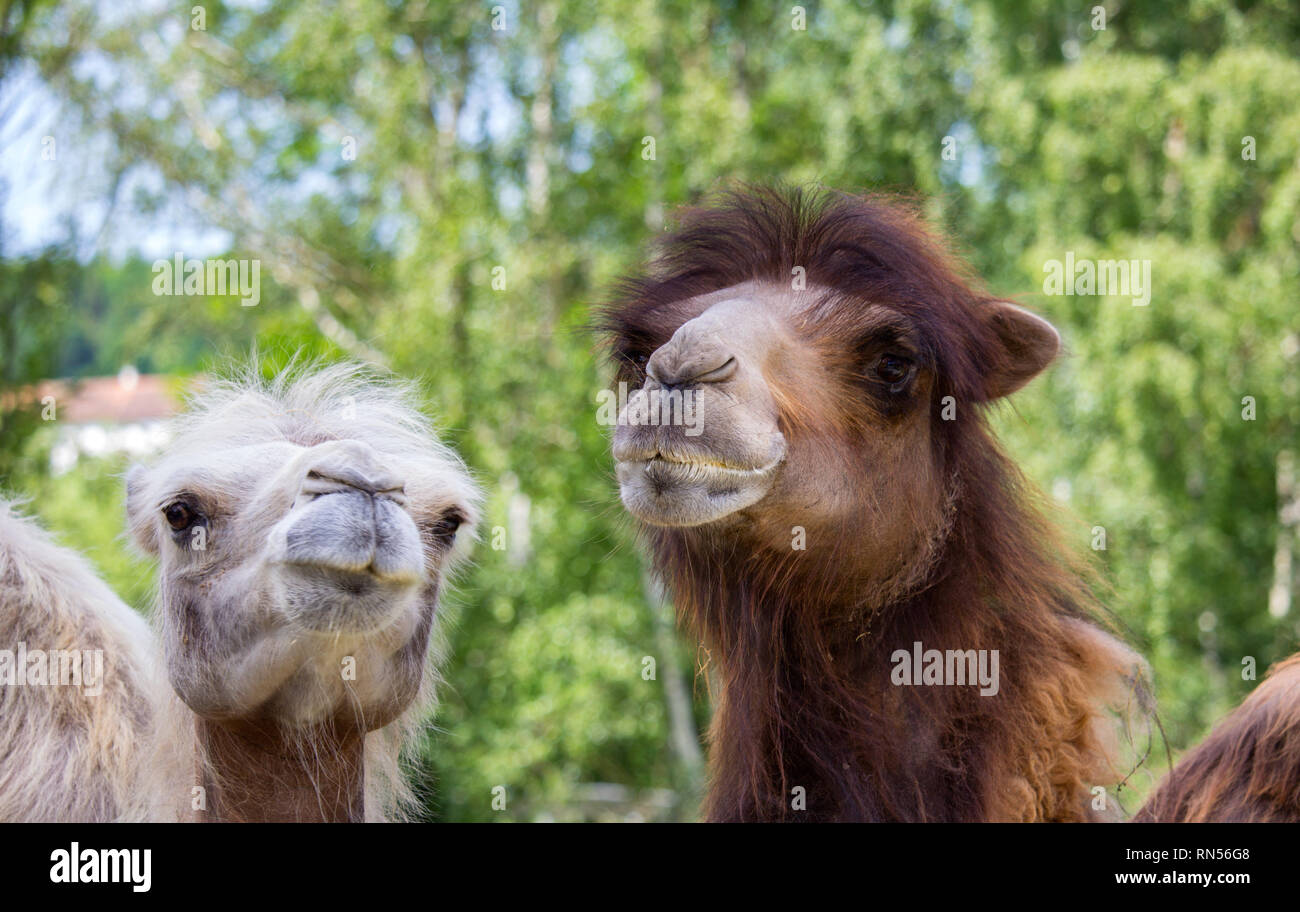 Portrait of white and brown Bactrian camel Stock Photo - Alamy