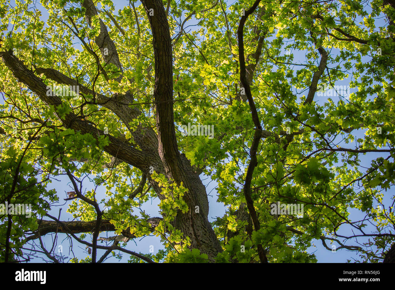 Detail of oak tree crown with blue sky Stock Photo - Alamy