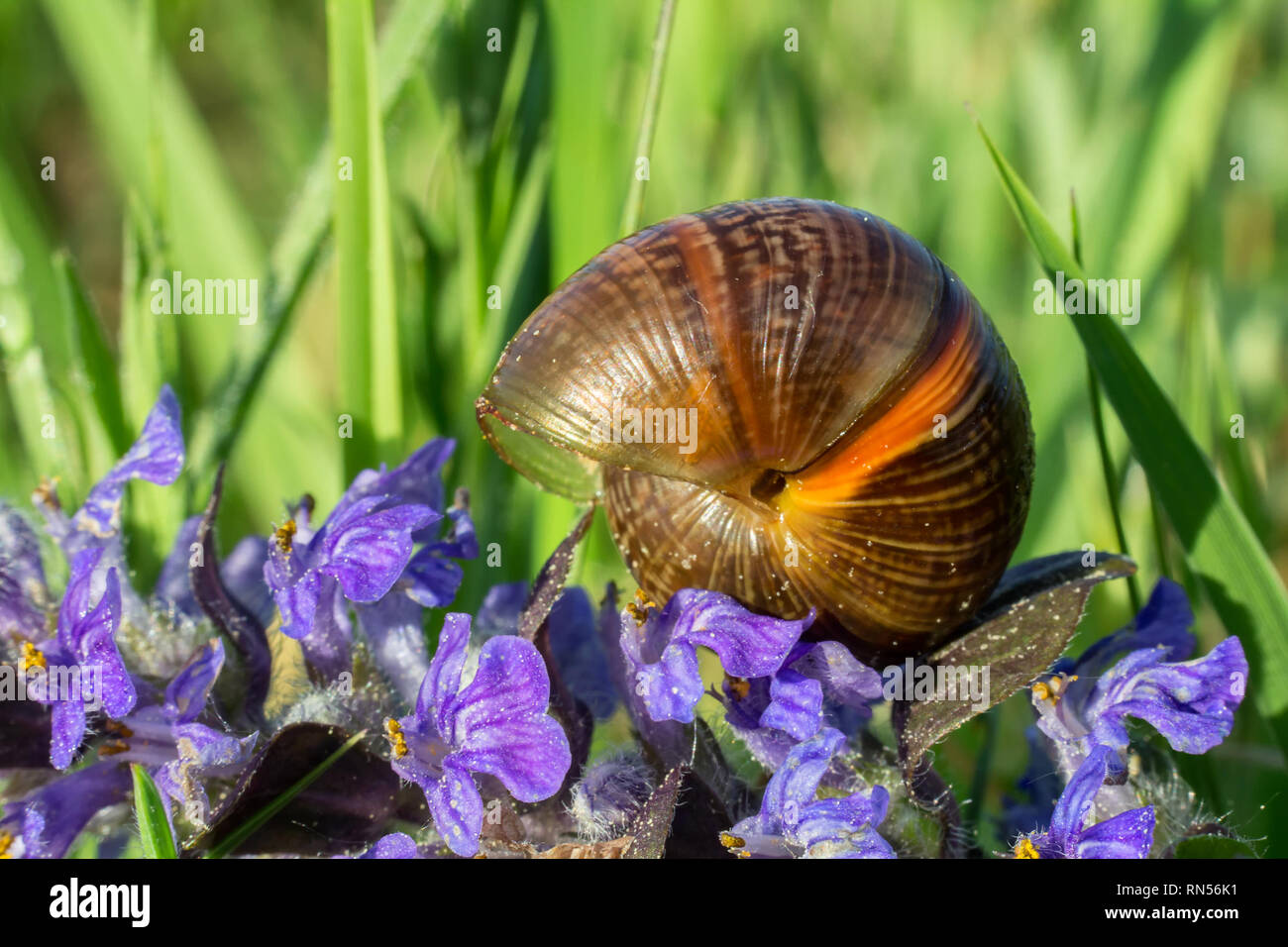 Snail macro detail photo summer outdoor hi-res stock photography and ...
