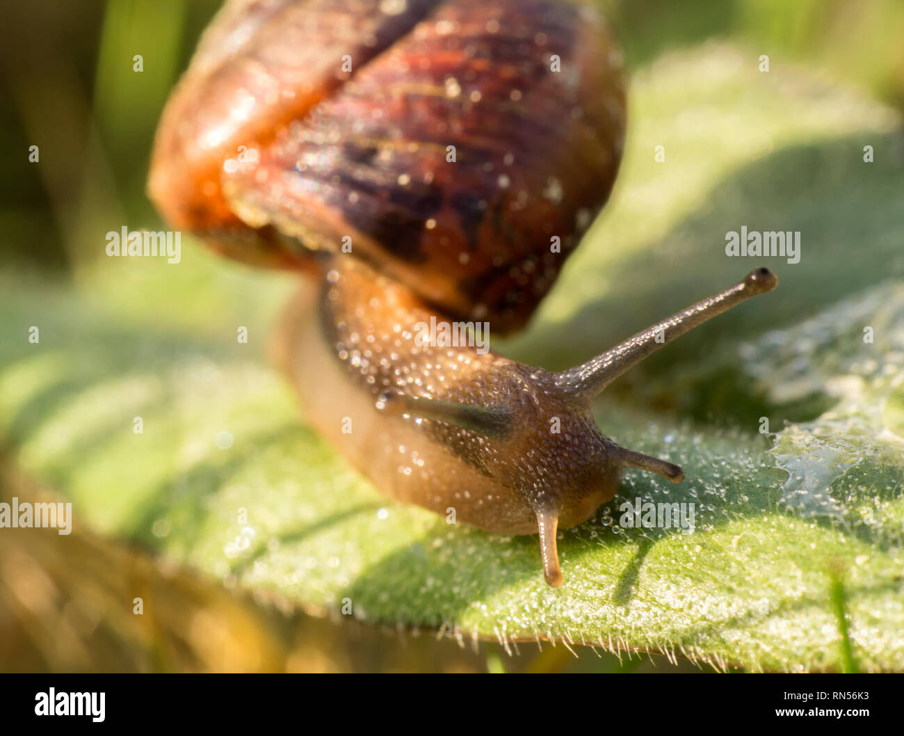 Snail macro detail photo summer outdoor hi-res stock photography and ...