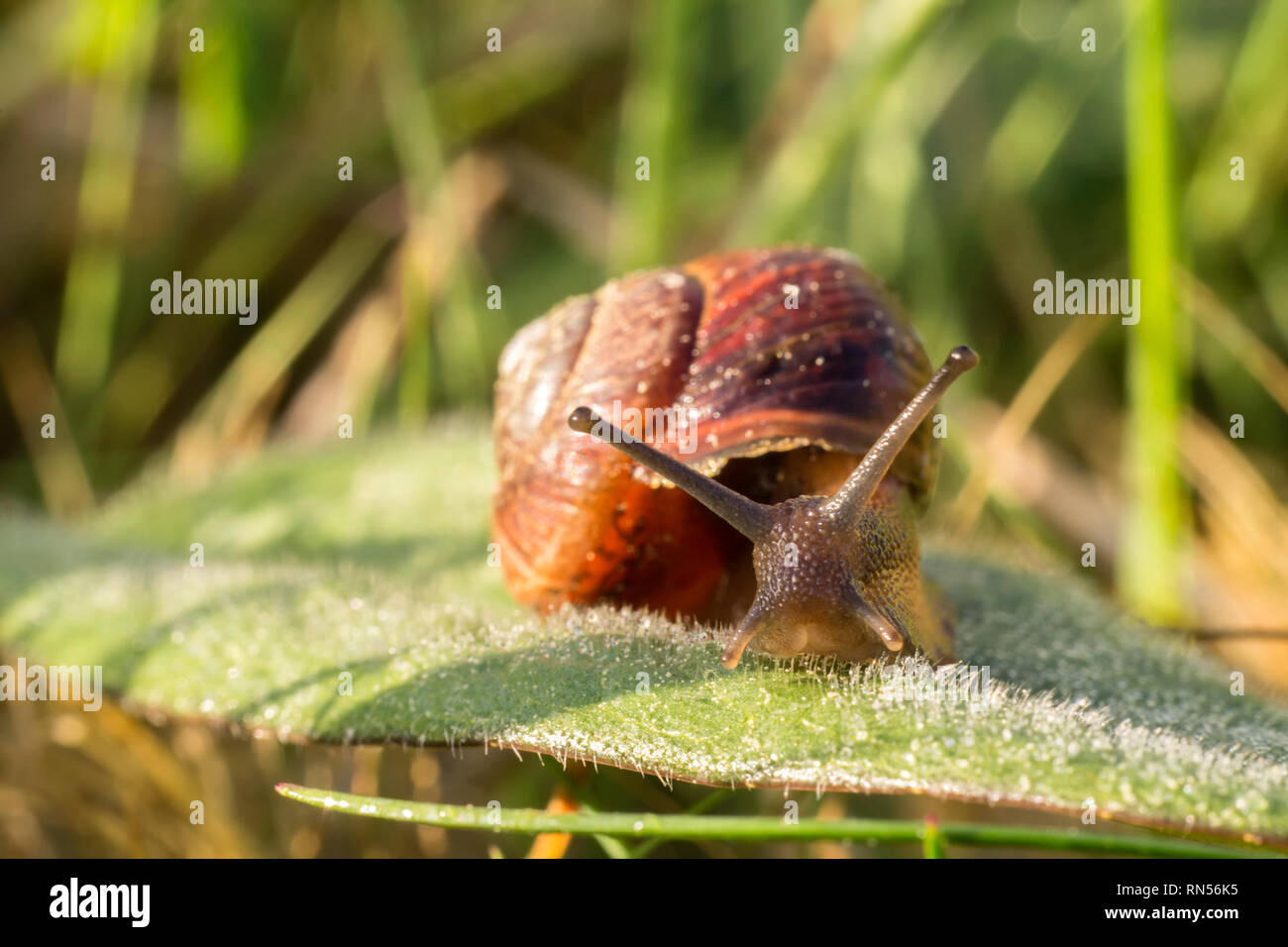 Snail macro detail photo summer outdoor hi-res stock photography and ...
