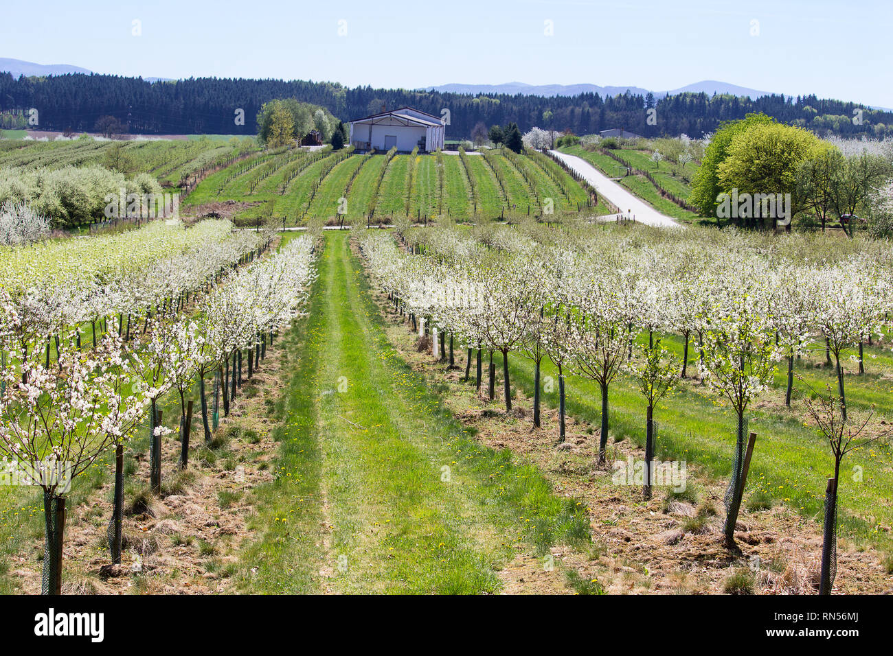 Cherry tree orchard with grass path, building and blue sky, Czech ...