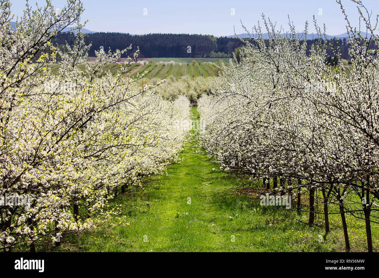 Cherry tree orchard with grass path and blue sky, Czech landscape Stock ...