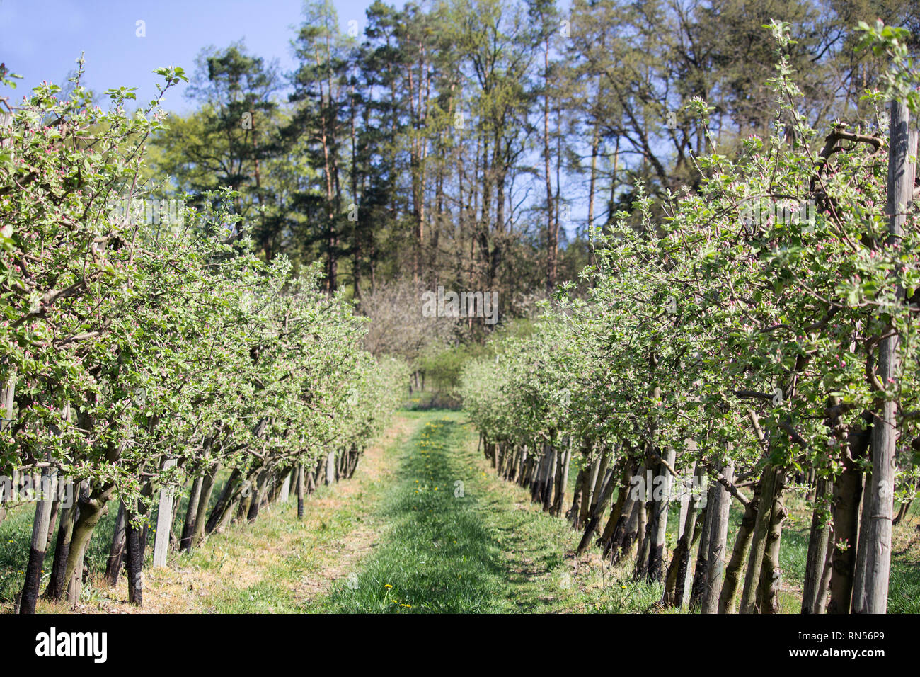 Apple tree orchard with grass path, Czech landscape Stock Photo - Alamy