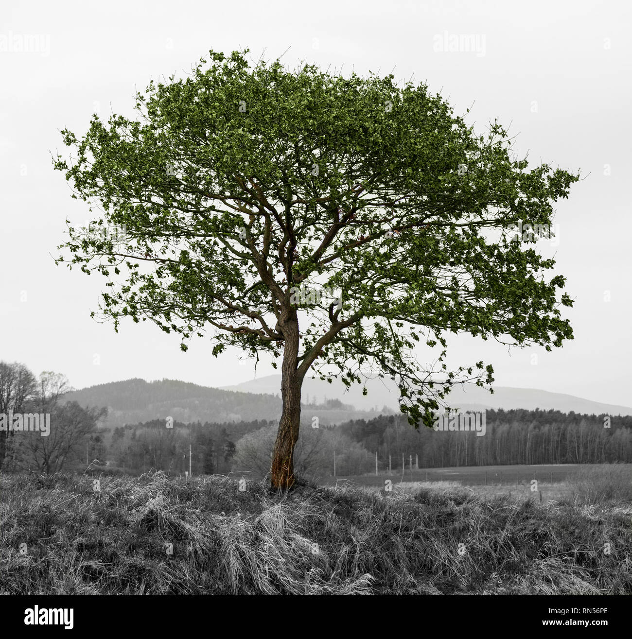 Colored tree on grey land isolated on white space, Czech landscape ...