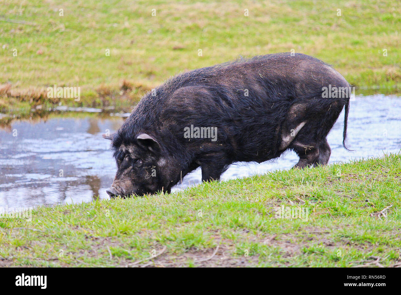 Domestic big black pig near small pond Stock Photo - Alamy