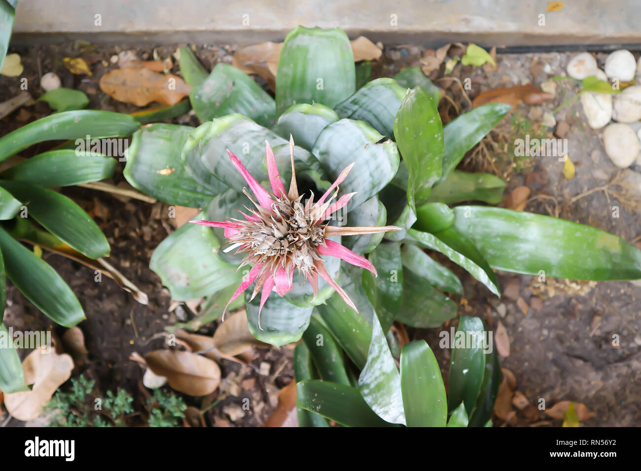 Bromelia or Bromelia plant in the garden Stock Photo - Alamy