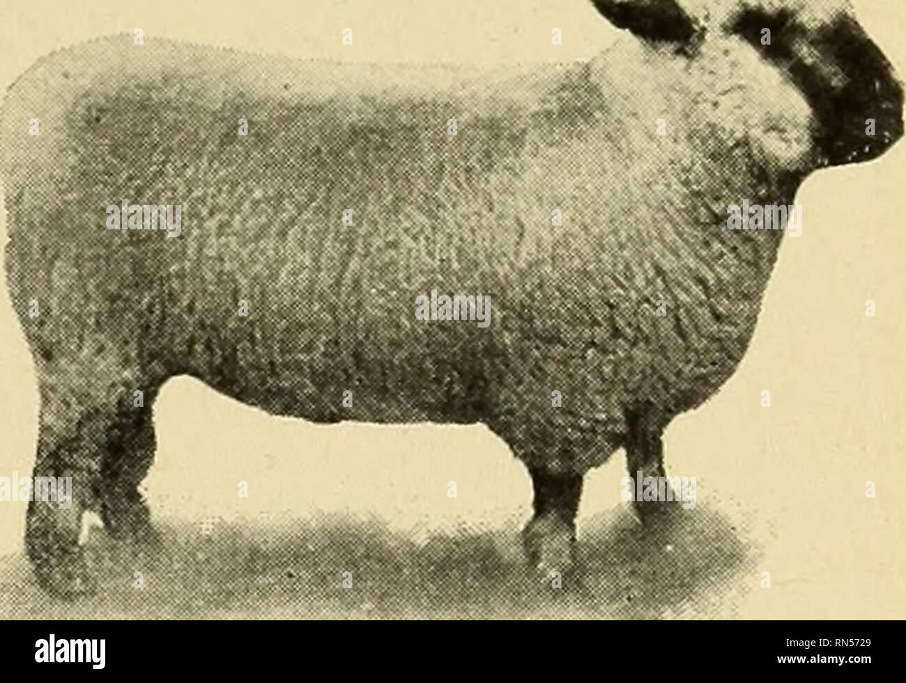 . Animal husbandry for schools. Livestock. Judging Sheep 225 though ...