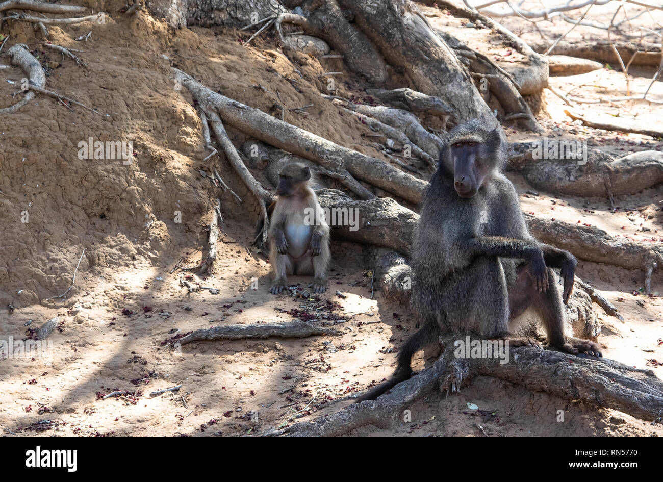some monkeys rest in the shade of the trees Stock Photo - Alamy