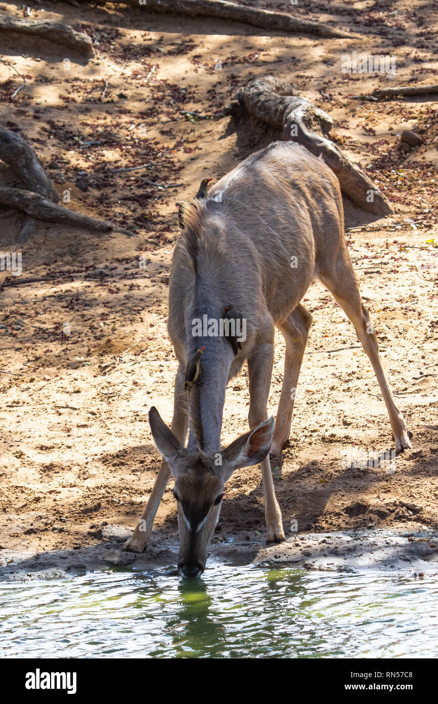 Conservation fauna hi-res stock photography and images - Alamy