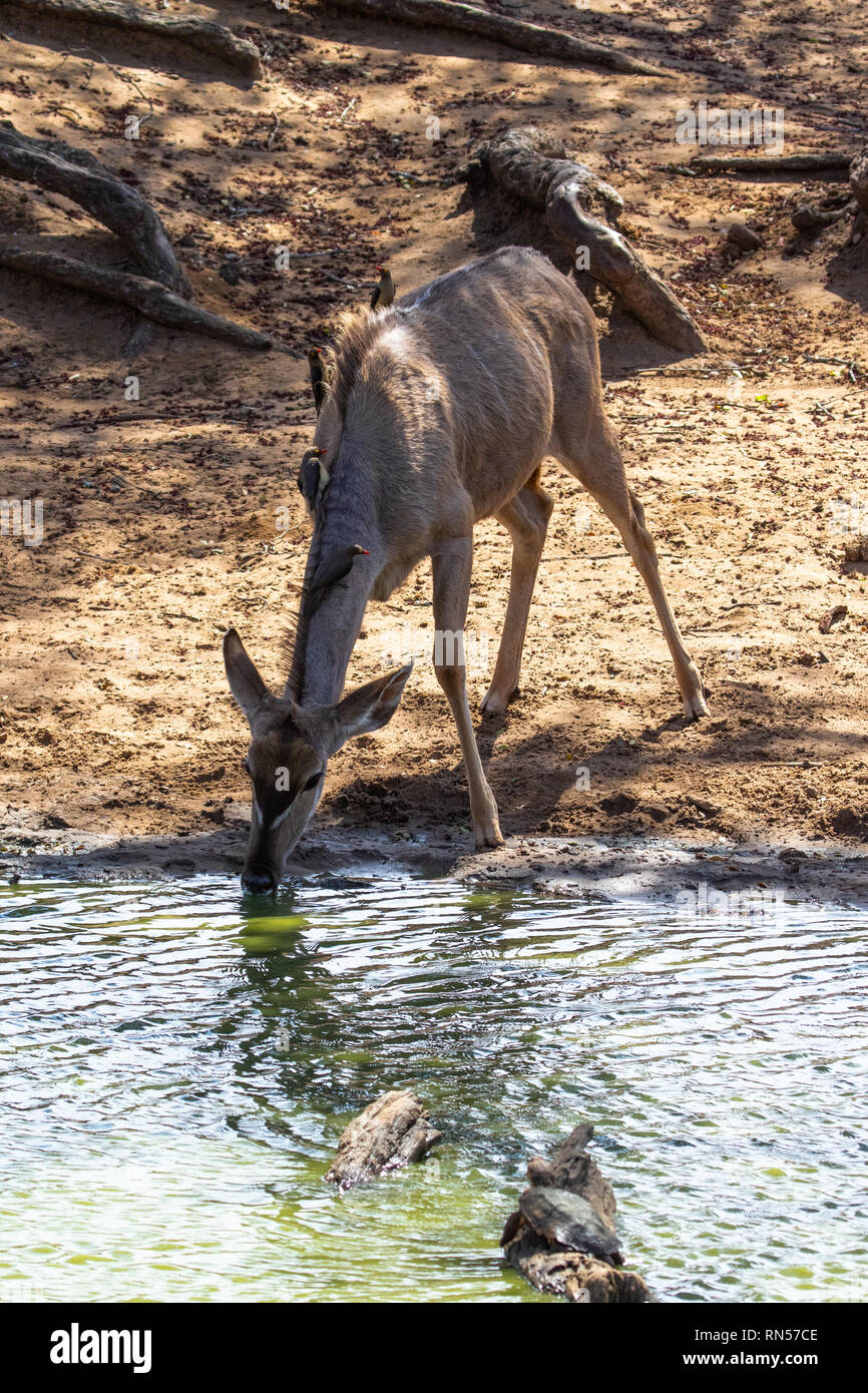 an impala drinks in a puddle of water with bufaghe on its back Stock ...