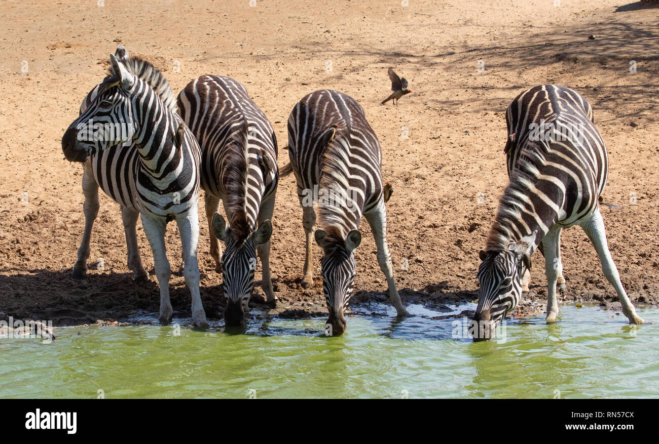 A group of Zebras drink in a pond of the African savannah Stock Photo ...