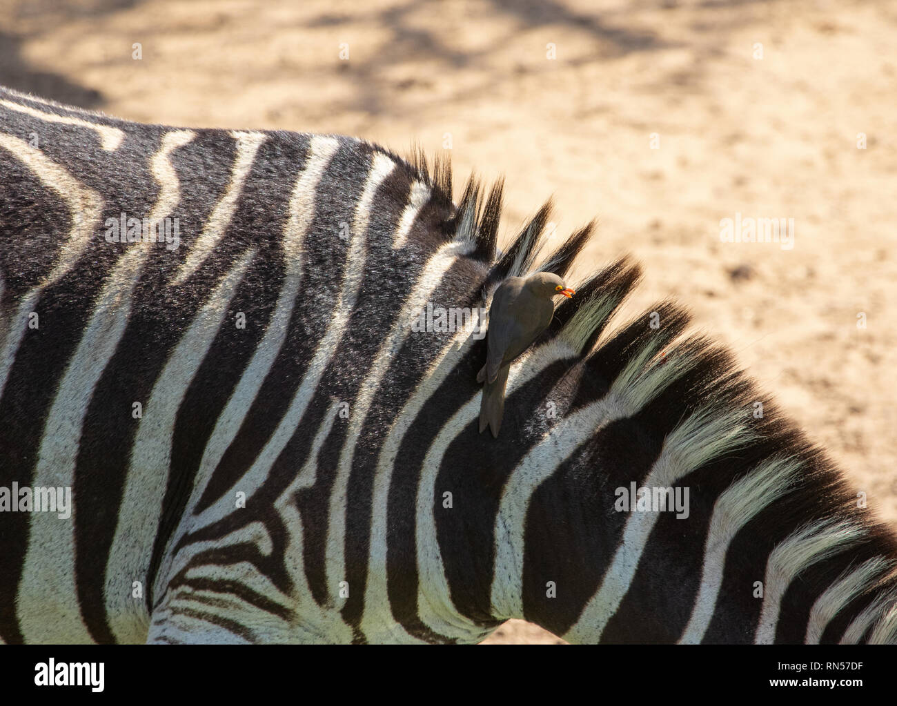 Parasites safari hi-res stock photography and images - Alamy