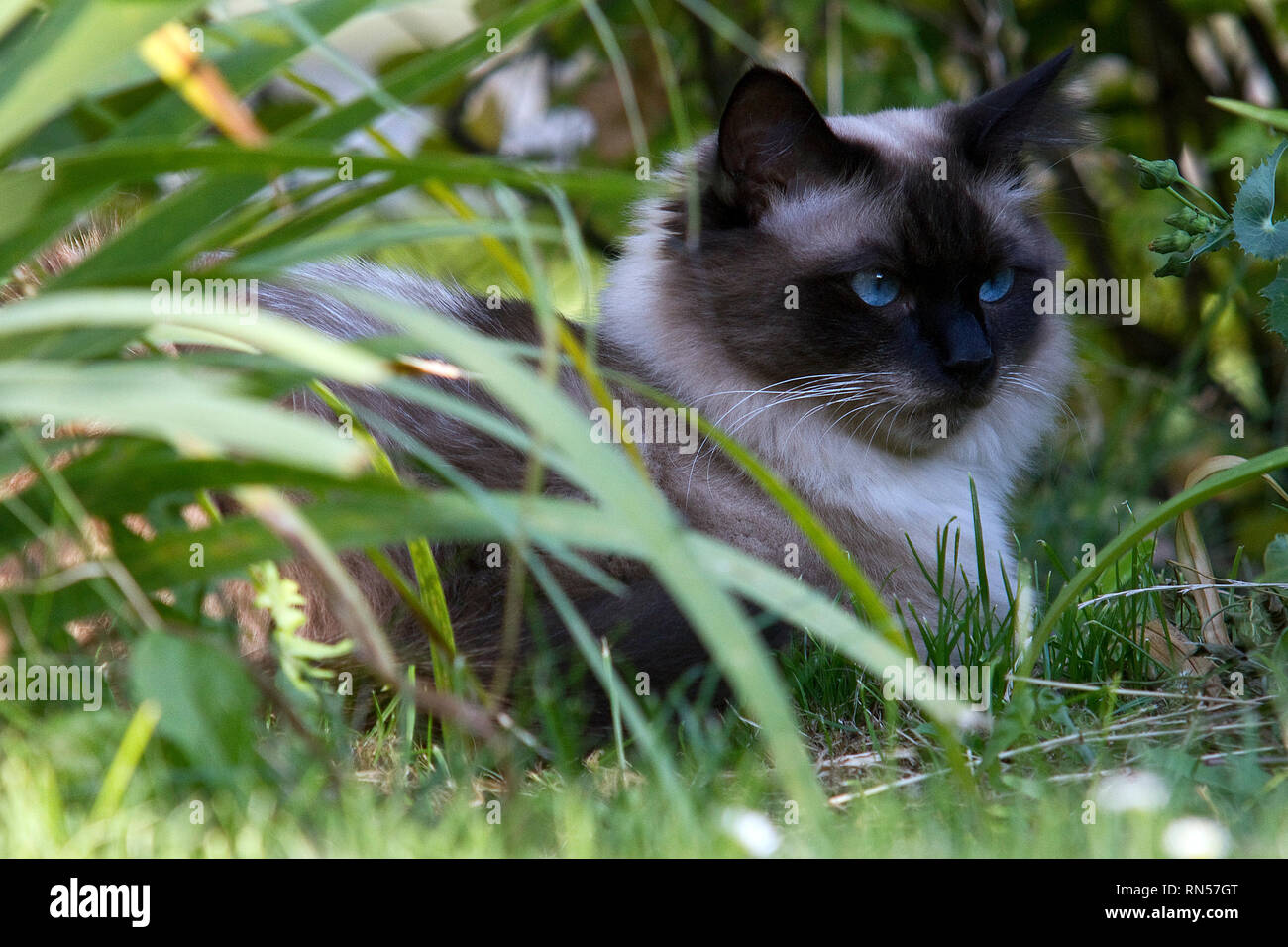 The Norwegian Forest Cat is tall, robust and has a half-length coat ...