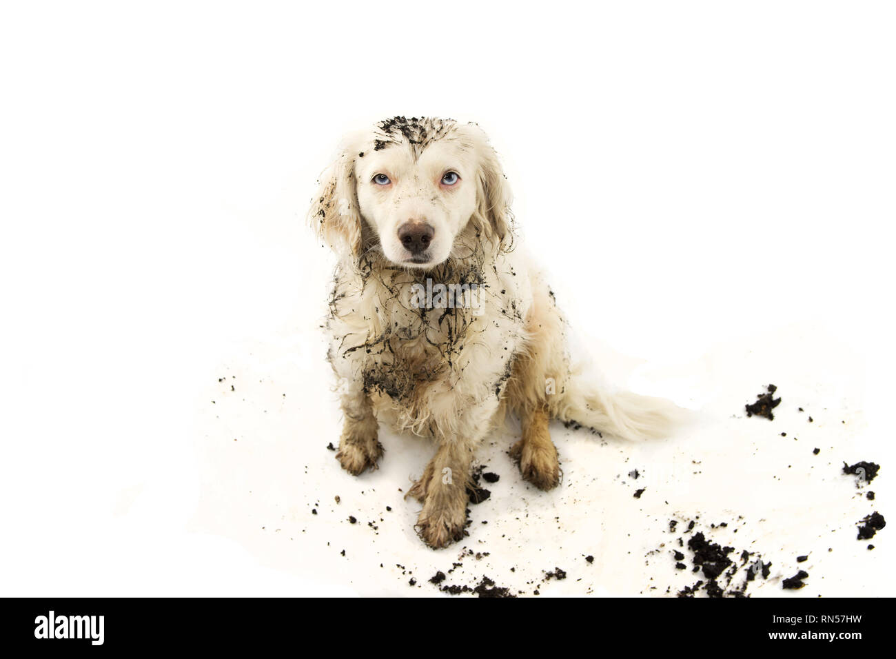 Funny Dirty Dog