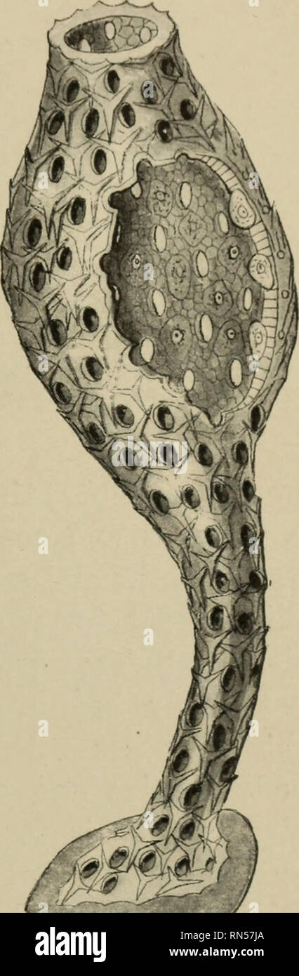 Animal cells under the microscope hi-res stock photography and images ...