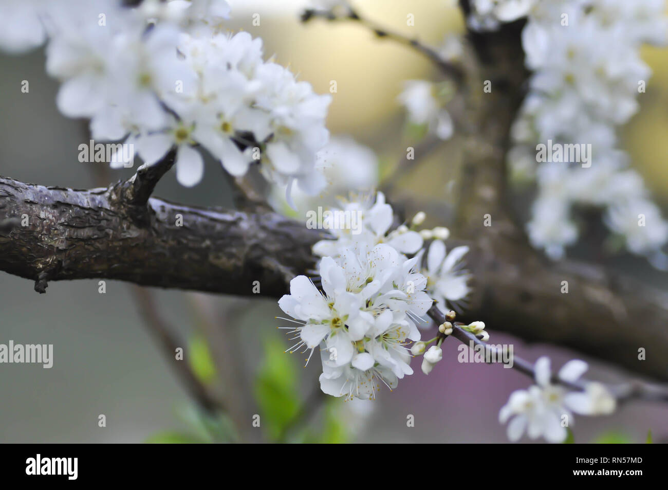 Chinese plum tree or peach tree or peach flower on the tree Stock Photo ...