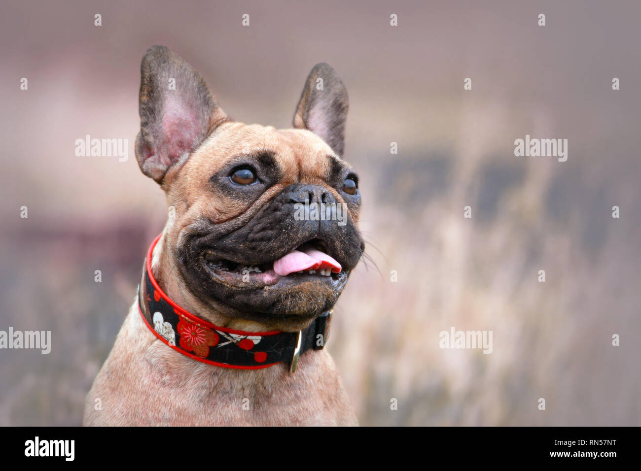 Bulldog Smiling Face