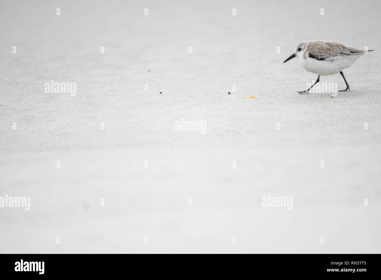 A sanderling on a beach in Florida , USA Stock Photo - Alamy