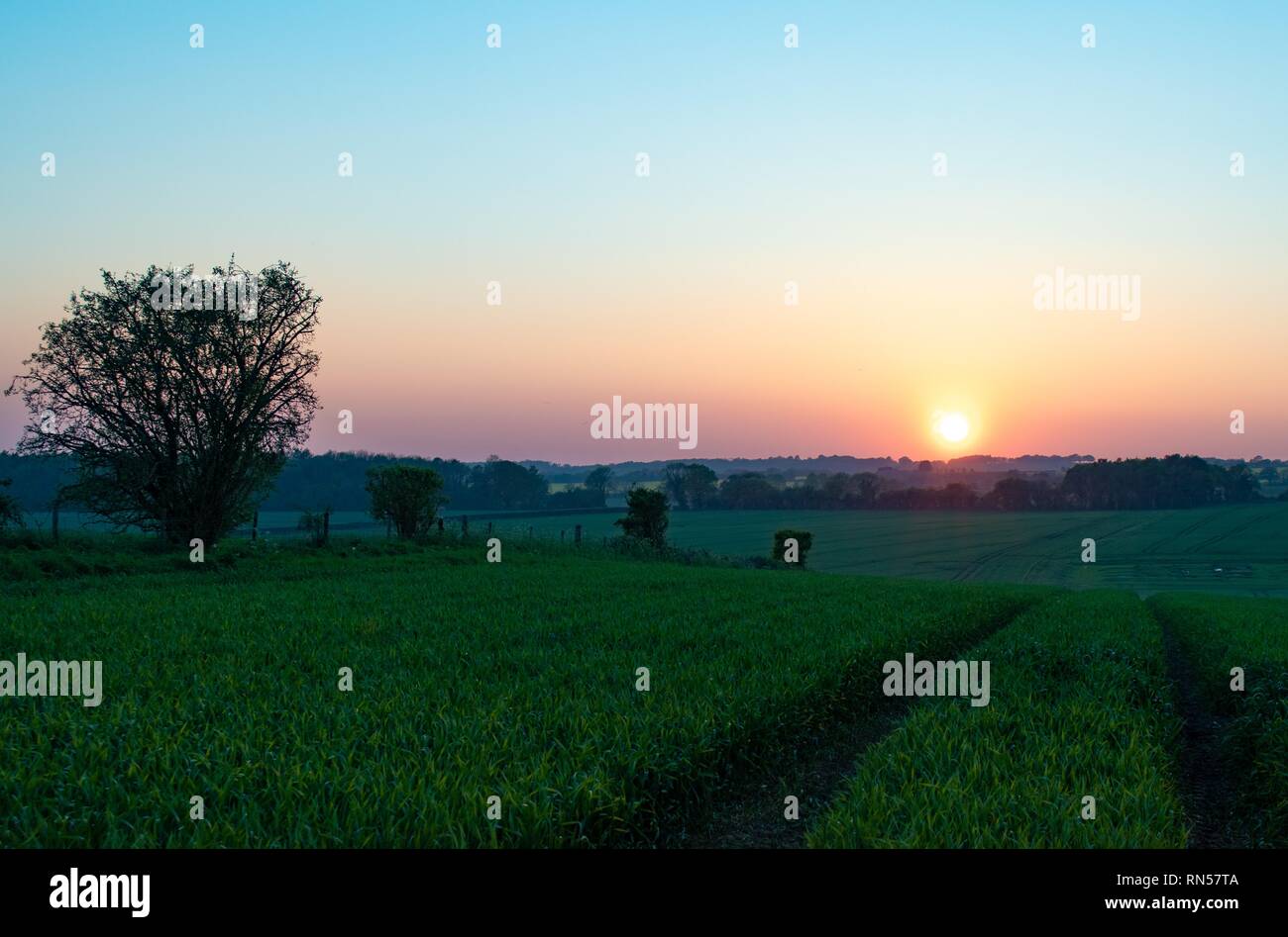Green fields in the English countryside at sunset Stock Photo - Alamy