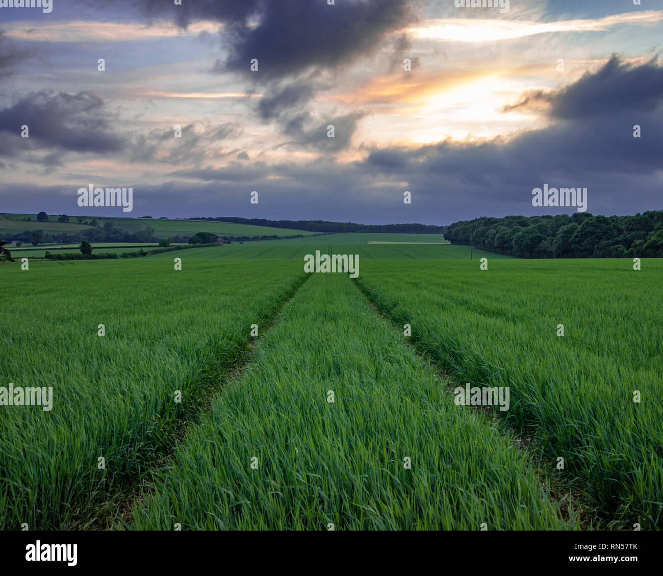 Green fields in the English countryside at sunset Stock Photo - Alamy
