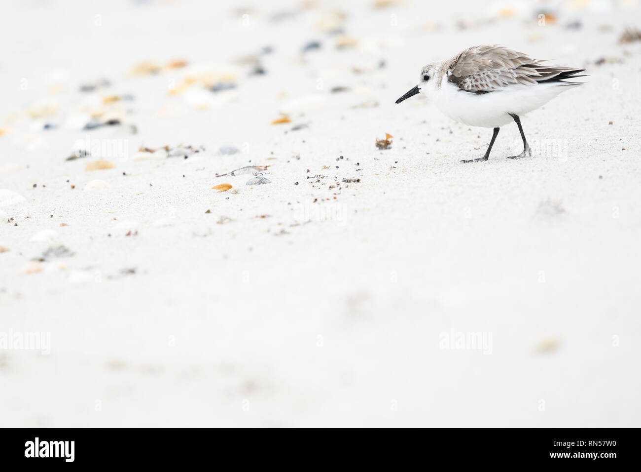 A sanderling on a beach in Florida , USA Stock Photo - Alamy